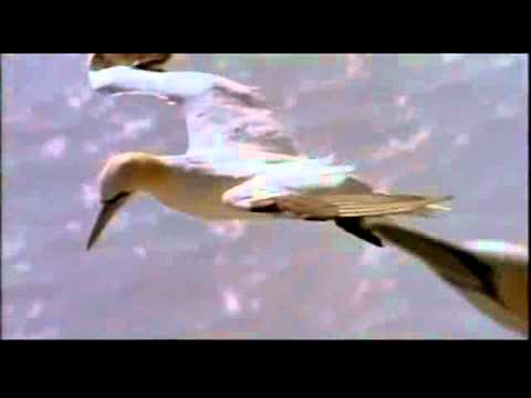 Le Peuple migrateur‏