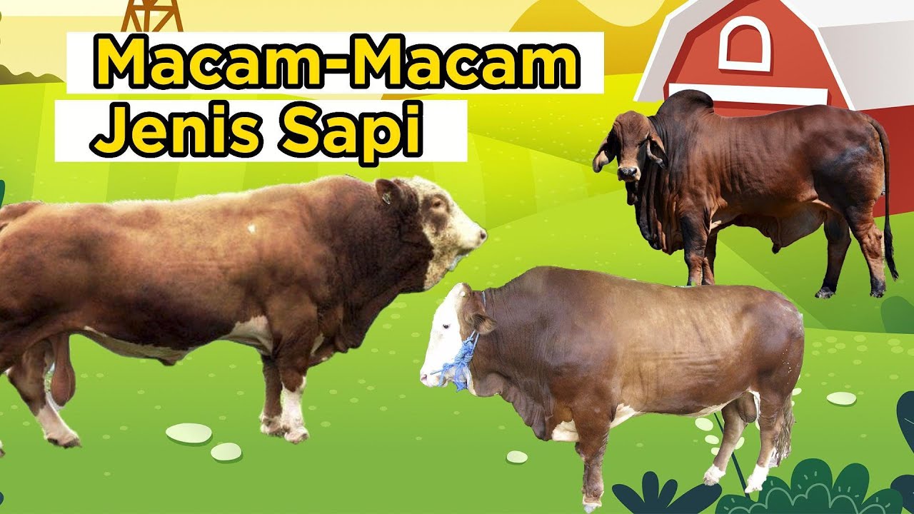 Macam-Macam Jenis Sapi - YouTube