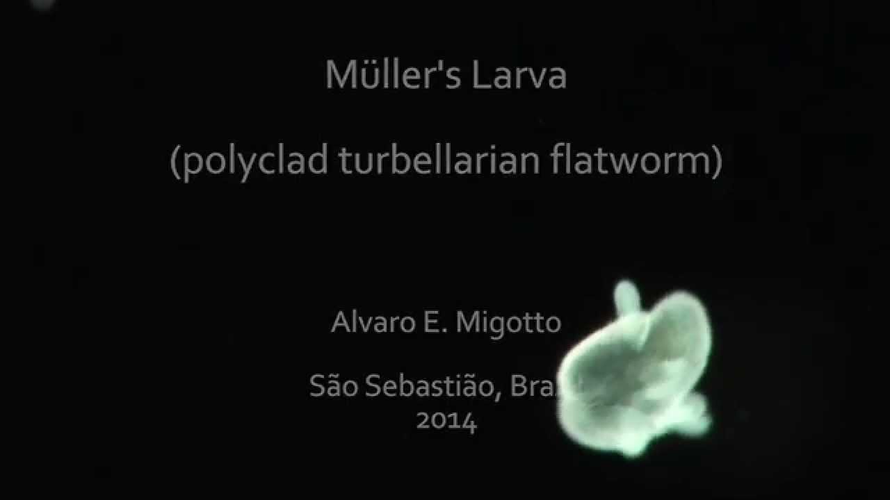 Müller's larva - polyclad turbellarian flatworm - YouTube