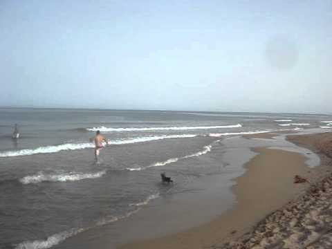Aaron y su perro playero - YouTube