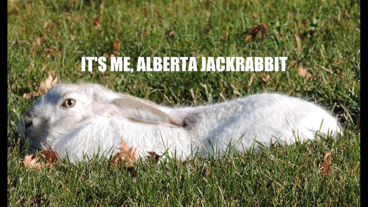 Alberta Jackrabbit in November with Winter Coat On - YouTube