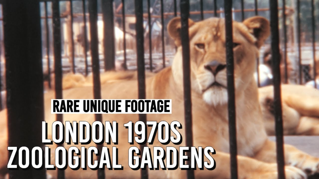 London Zoo in the 1960s: A Look Back at How Animals Were Managed - YouTube
