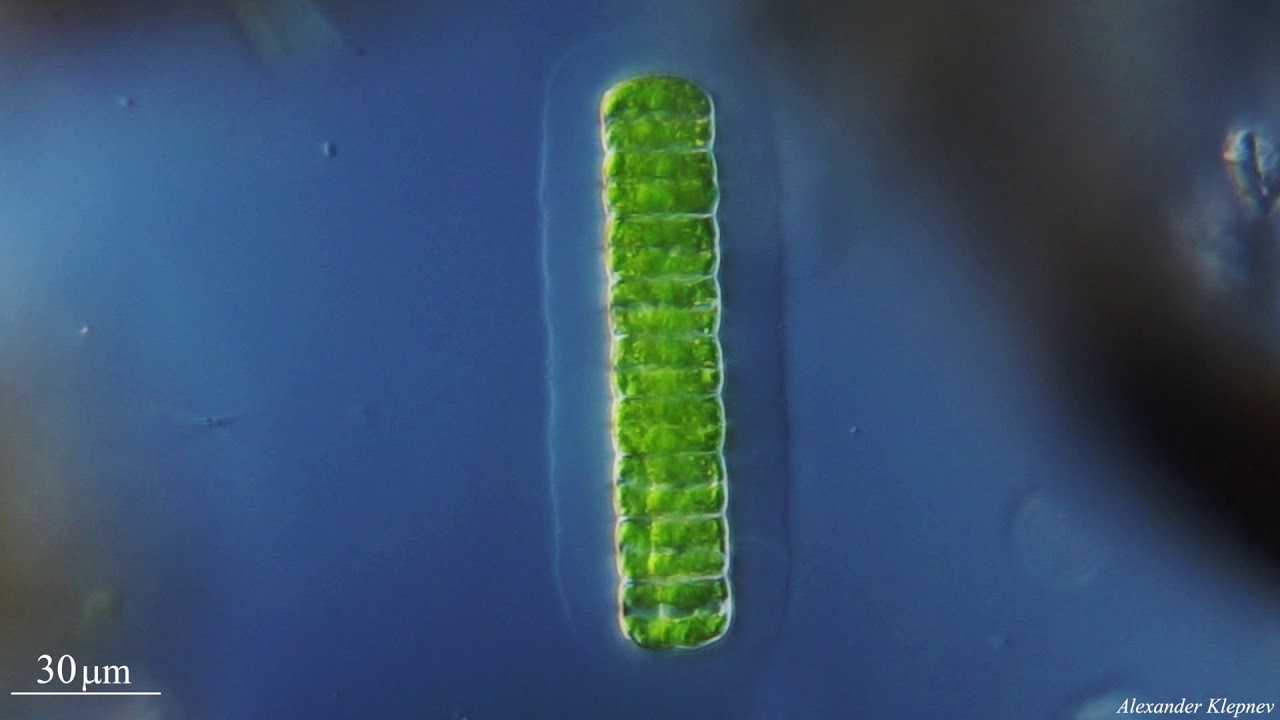 Hyalotheca dissiliens - YouTube
