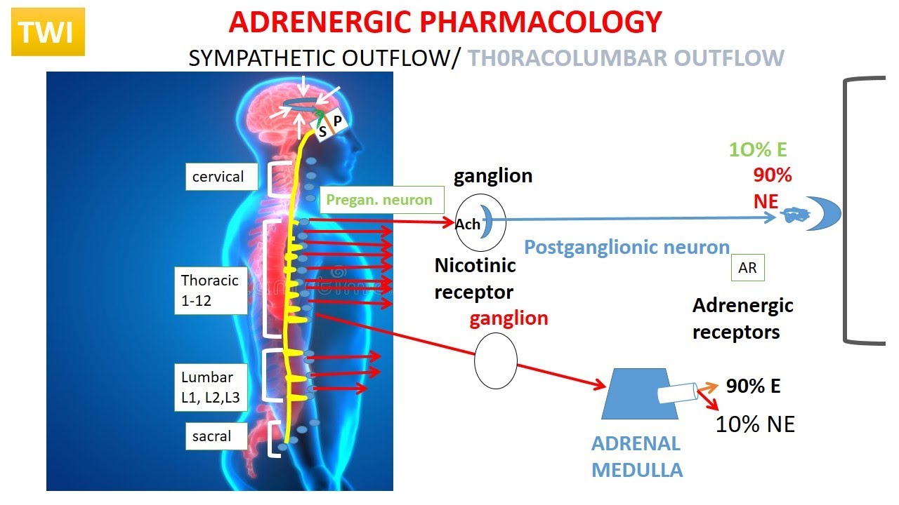 ADRENERGIC PHARMACOLOGY OVERVIEW PART 1 | SYNTHESIS OF NE | - YouTube