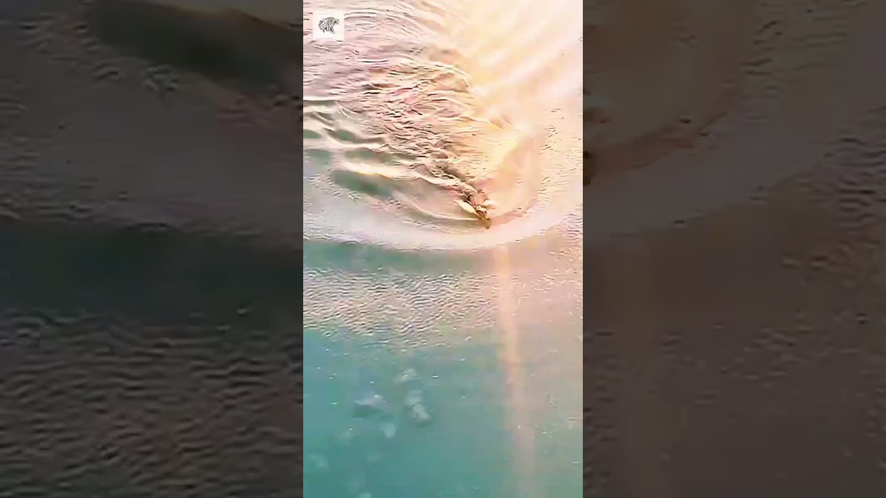 Fast Crocodile - By fvr375 (Ig) - YouTube