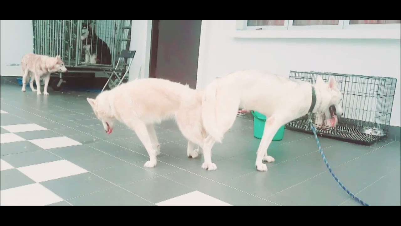 Siberian Husky Thailand 🇹🇭 Import - Stud Service - Professional Level ...