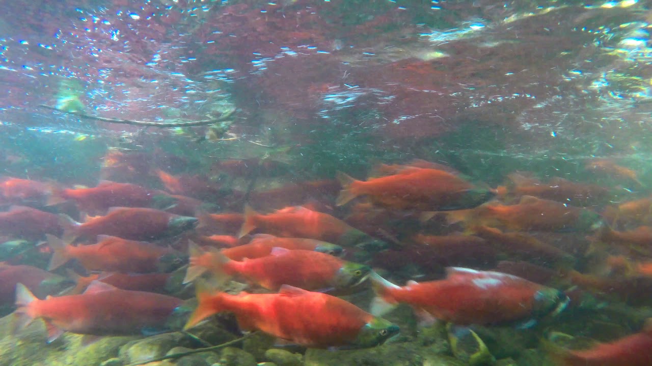 Kokanee Salmon at Causey Reservoir Utah 2018 - YouTube