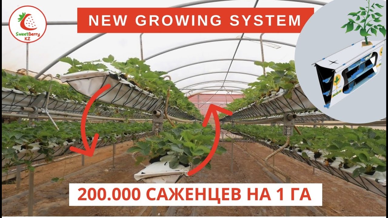 New Growing Systems. Grow strawberry. Hydroponic systems. - YouTube