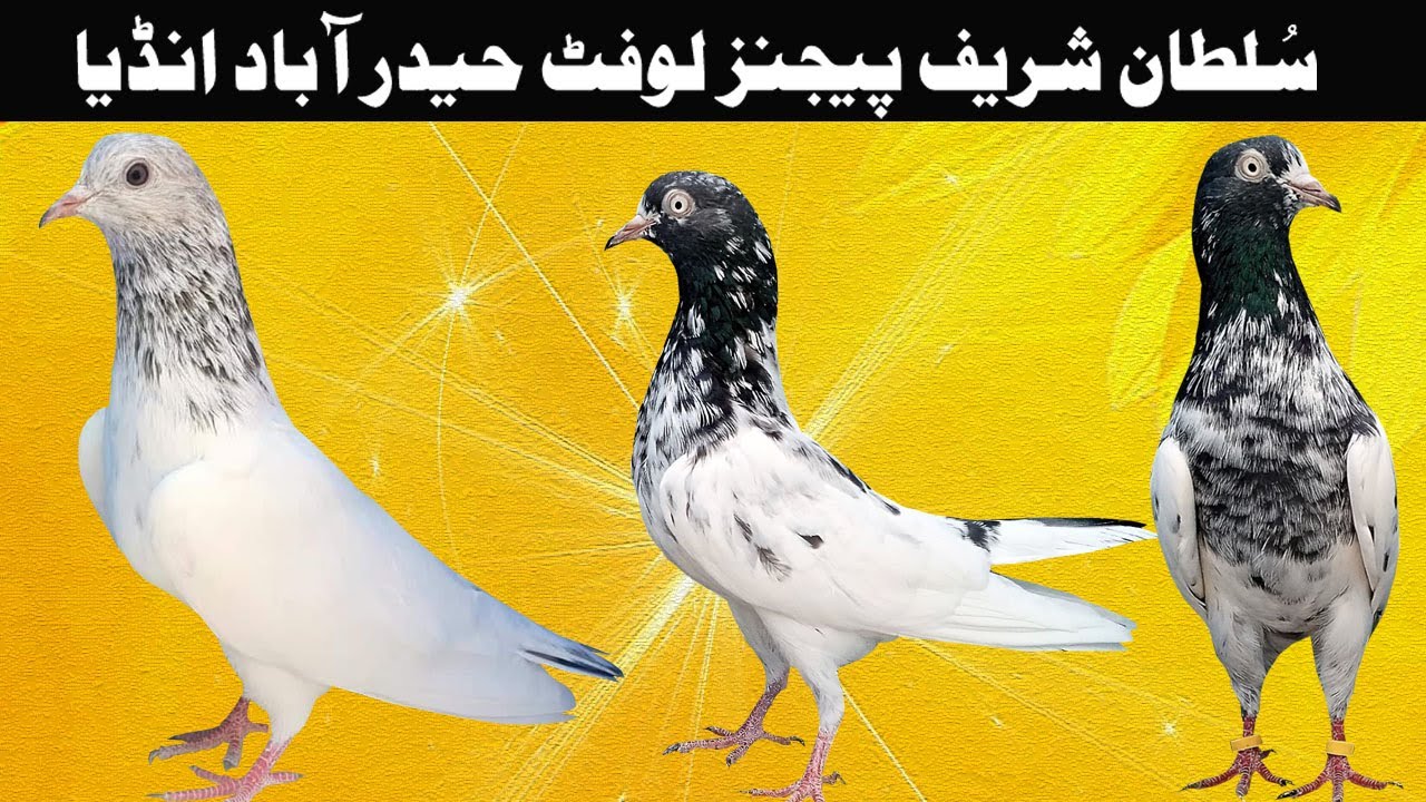 Sultan Shareef's Pigeons Loft Hyderabad India - YouTube
