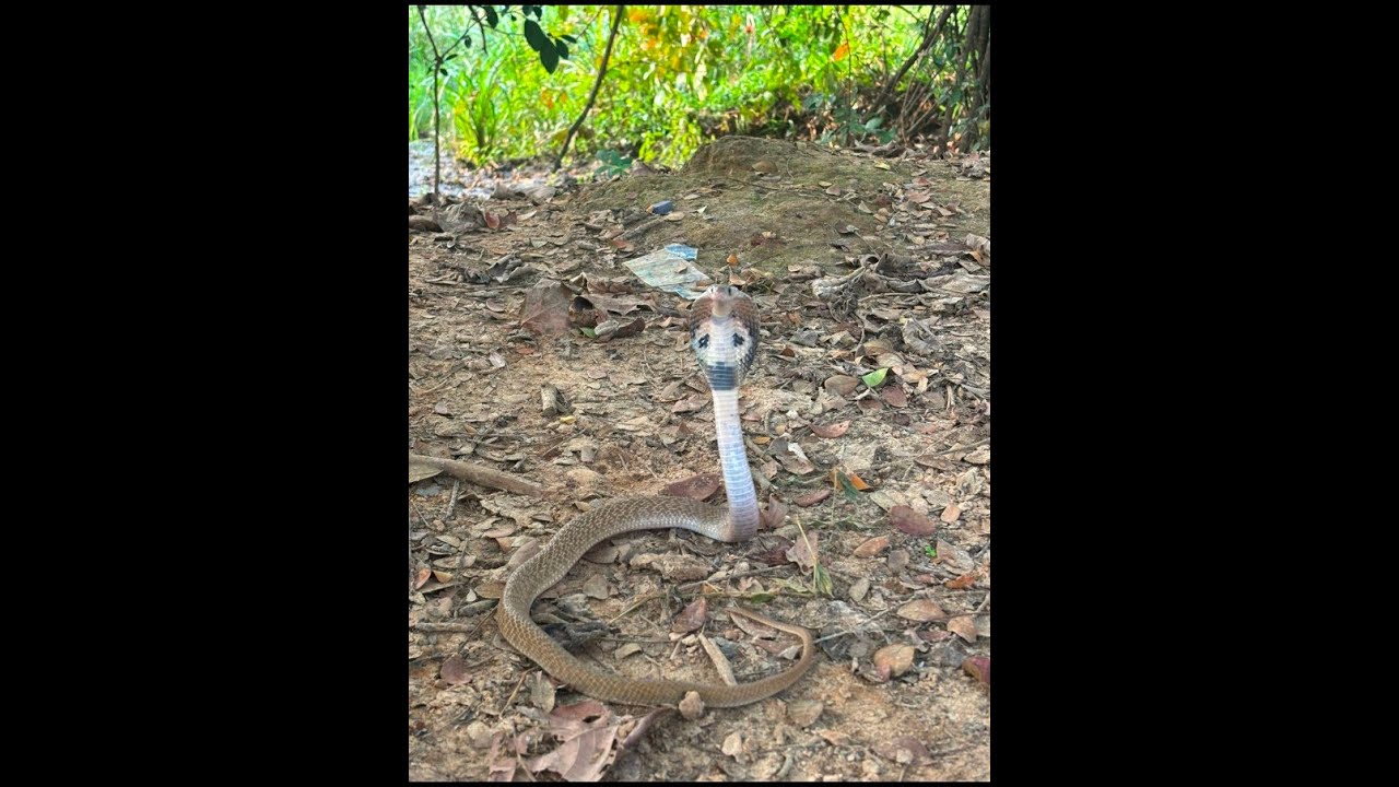 indian spectacled cobra snake rescue in margao salcete south goa। नाग ...
