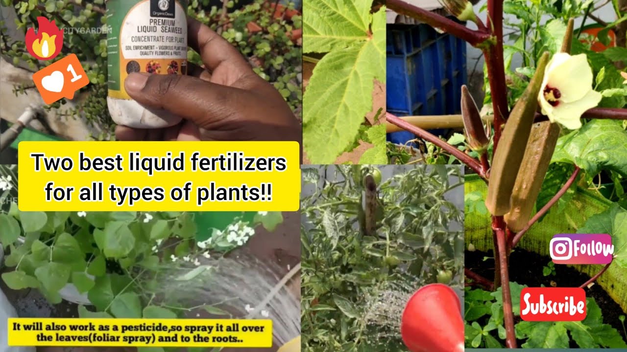 What Liquid Grows Plants Best