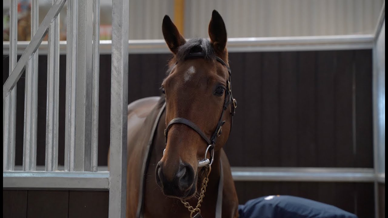 Own a share in the Rebecca Menzies trained filly, Lenebane... - YouTube