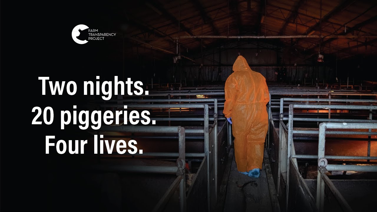 Investigation Into Twenty Victorian Piggeries | Vic Pigs 2025 - YouTube