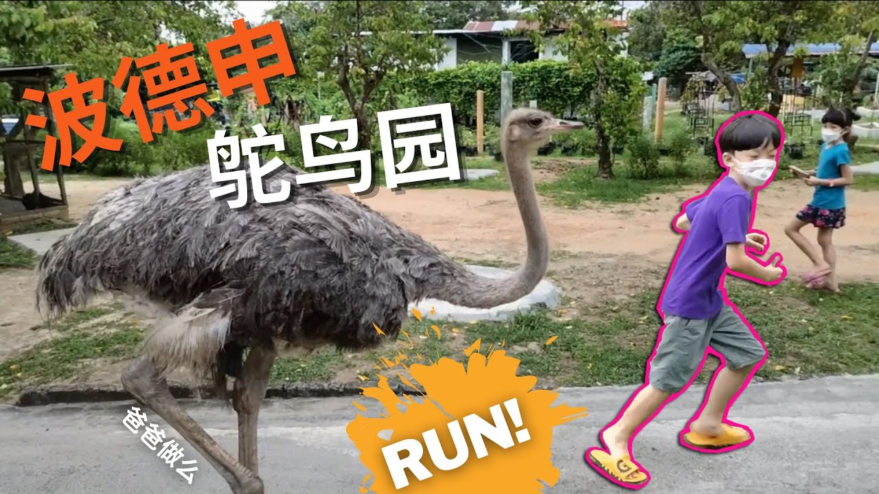 波德申鸵鸟园 PD Ostrich Show Farm | Port Dickson 波德申一日游, 去波德申鸵鸟园 PD Ostrich ...