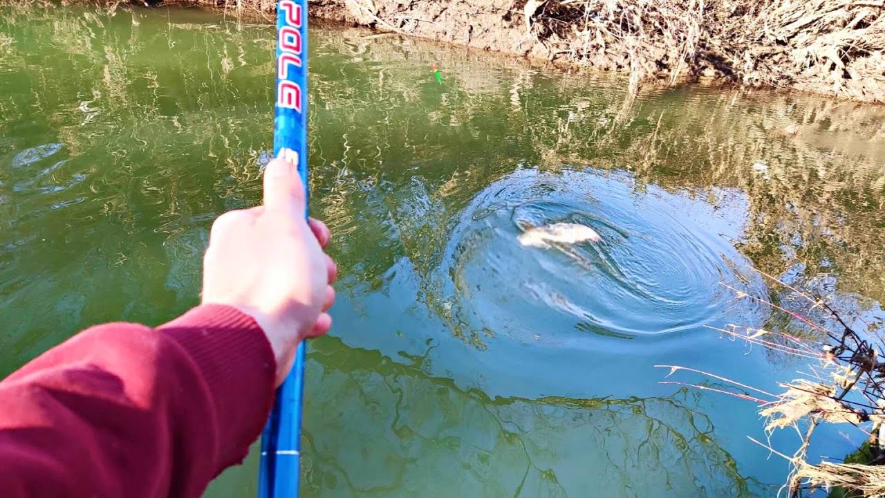 Pecanje krupnog Klena na novom mjestu ! Našao sam im skrovište - YouTube