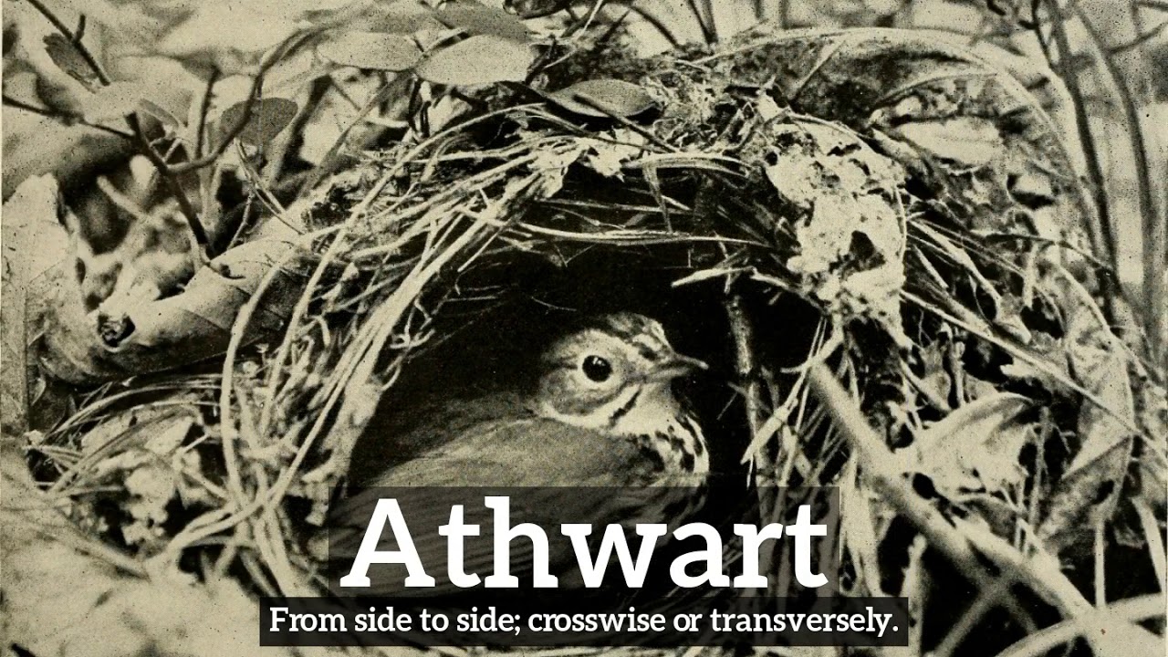 How to Say Athwart in English? | What is Athwart? | How Does Athwart ...