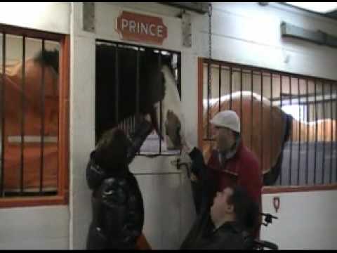 Hallamore Clydesdale Horses Up Close- 2010 - YouTube