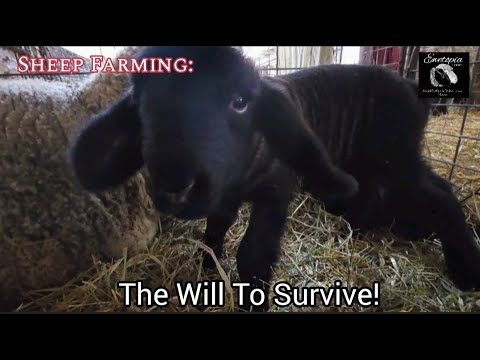 Sheep Farming: The Will To Survive! - YouTube
