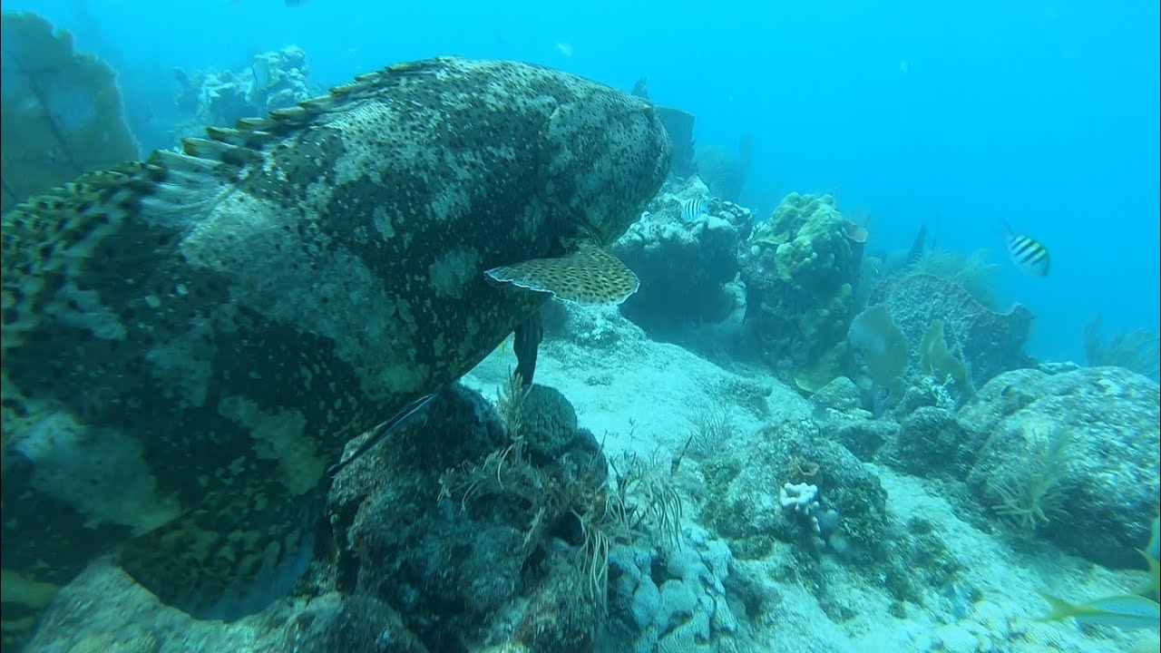 Exploring the Looe Key reef Grouper, Snapper, Barracuda huge EEL - YouTube