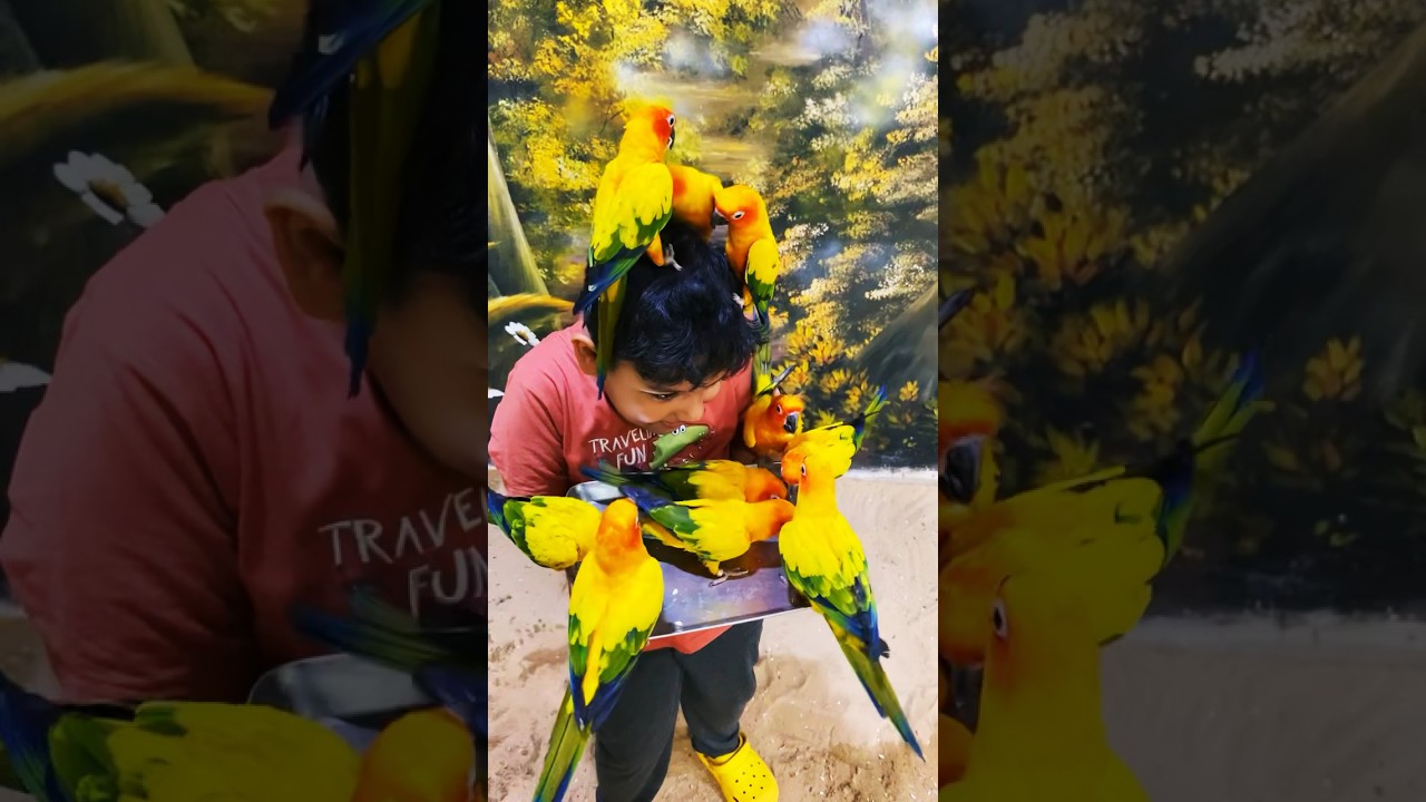 Birds vibe#explore#nature#birds#love#peace#shorts#fun - YouTube