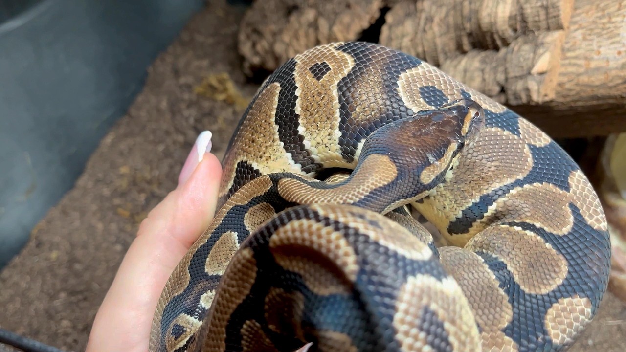 Python regius mit langen Fingernägel aus dem Terrarium holen - YouTube
