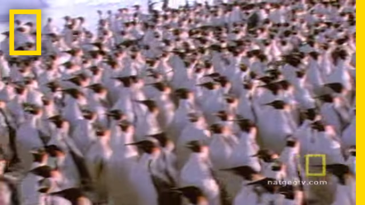 Penguin Parent Patrol | National Geographic - YouTube