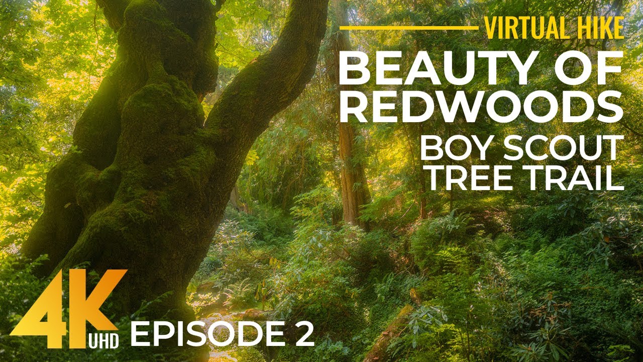 4K Hike in Redwoods - Dreamy Forest Walk on Fern Falls via Boy Scout ...