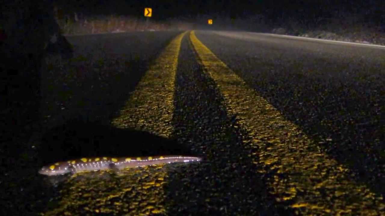 Spotted Salamander Crossing - YouTube