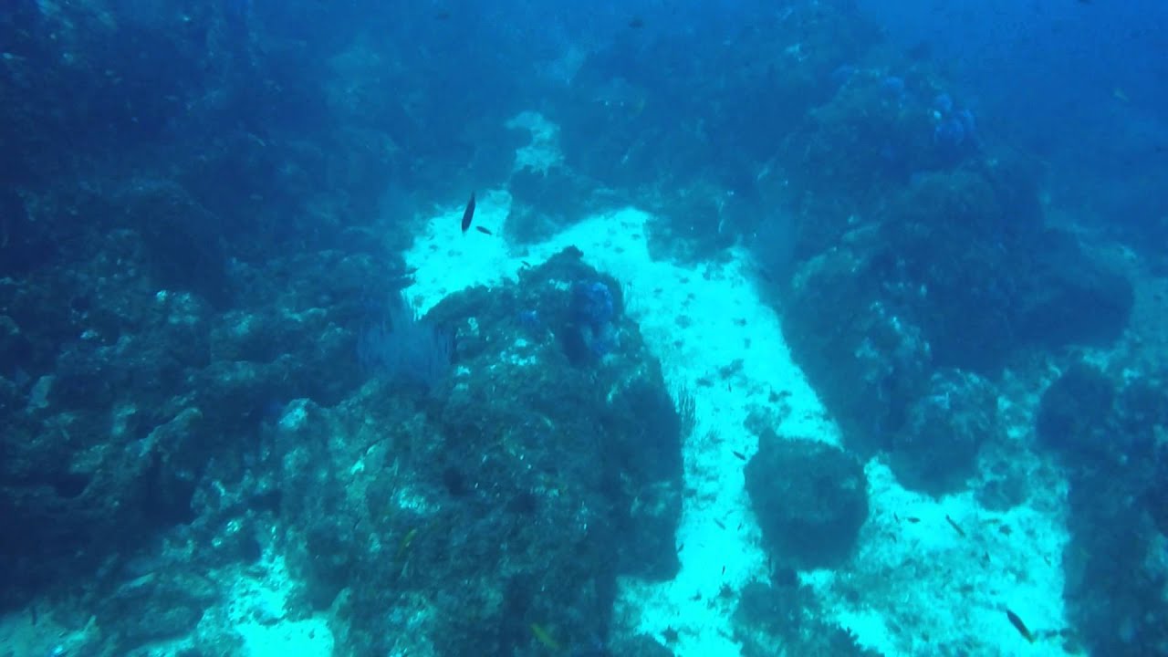 Scuba Diving, Modula Ray Fly By, 2015, Farnsworth Banks, Catalina ...