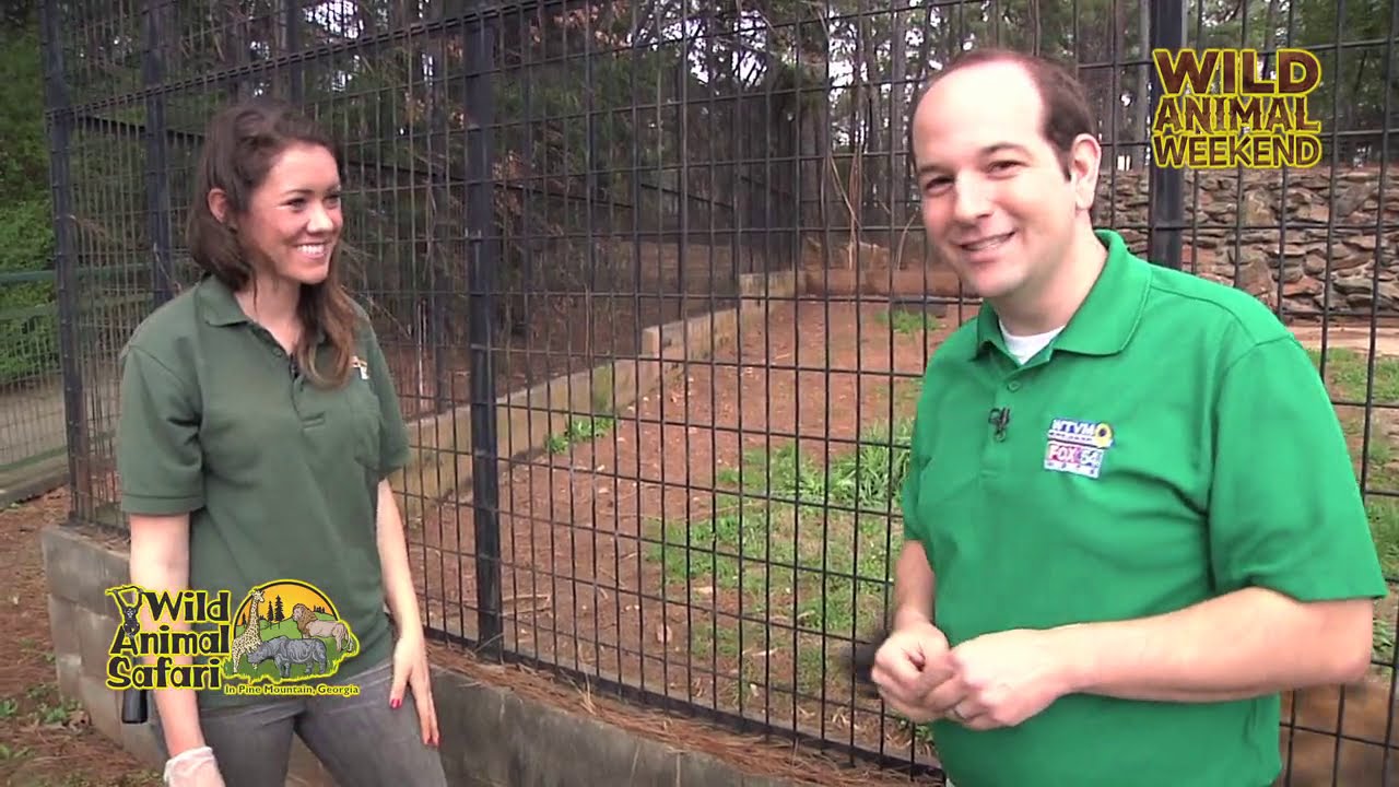 Wild Animal Weekend- Heckle The Hyena! - YouTube