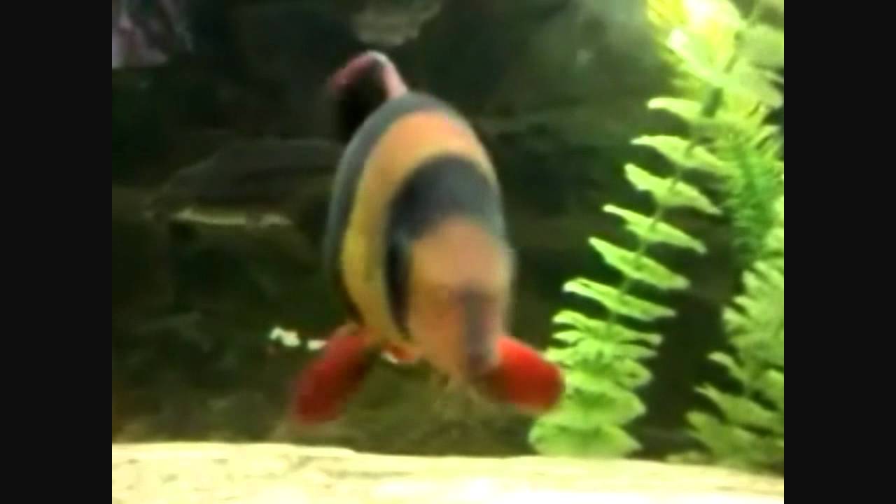 Active Fish Tank JAWS Theme music and video by Denis Hartley v2 - YouTube