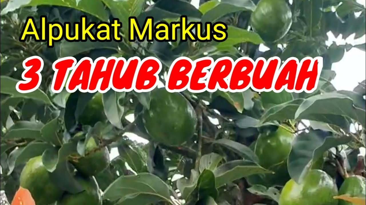 jenis alpukat markus - YouTube