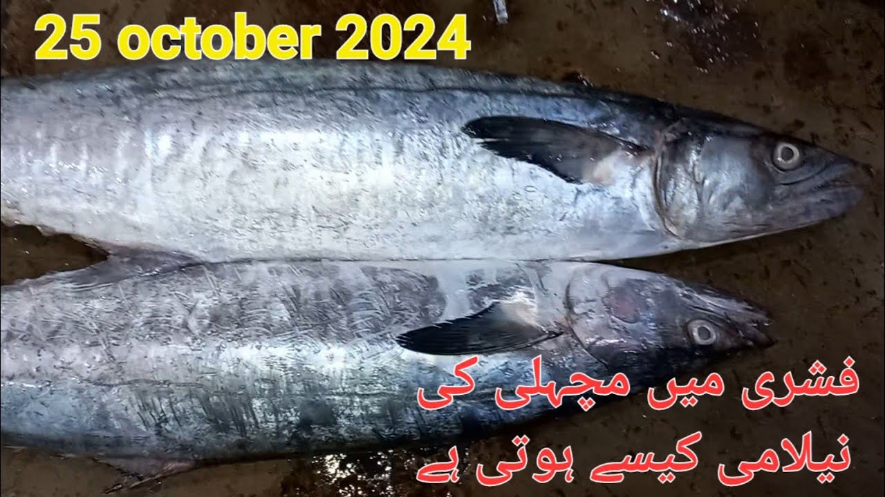 Fishri ma machli ki nilami kesy hoti hai 25 october 2024 Hindi | Urdu ...