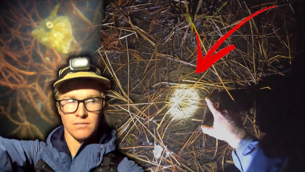 Finding Bizarre Night Creatures in the Woods and Under Docks - YouTube