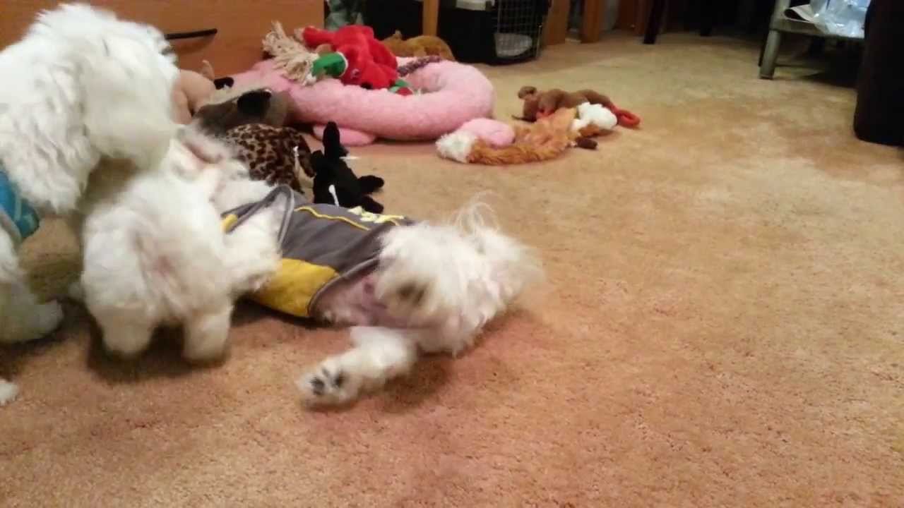 Cute Maltese Playing With One Of Her Puppies - 8 Weeks Old - YouTube