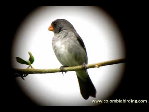 Gray Seedeater - Sporophila intermedia - Buena Vista Peak, E Andes ...