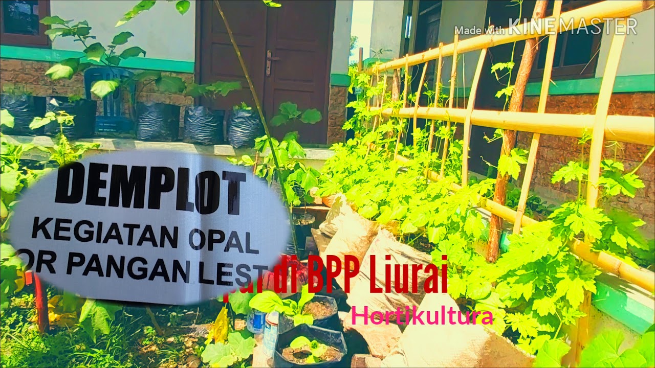 UPDATE BPP LIURAI FEBRUARI 2020 - YouTube
