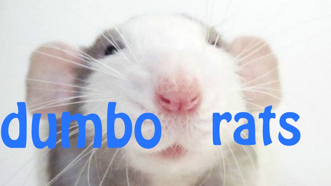 Dumbo Rats up close! - YouTube
