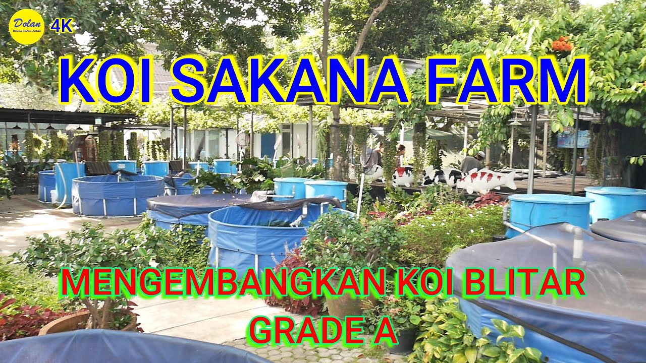 BAGAIMANA SIH KOI BLITAR GRADE A DI KOI SAKANA FARM, FARM PENCETAK KOI ...