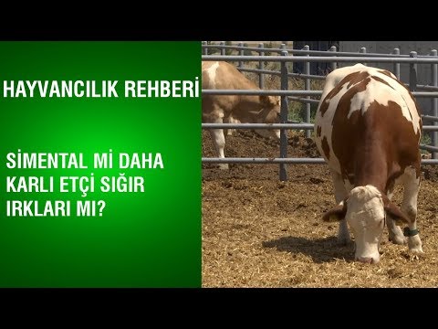 Hayvancılık Rehberi - Simental Mi Daha Karlı Etçi Sığır Irkları Mı?