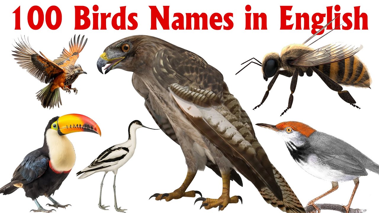100 Birds With Picture | Birds Sound Name | Birds Names in English ...