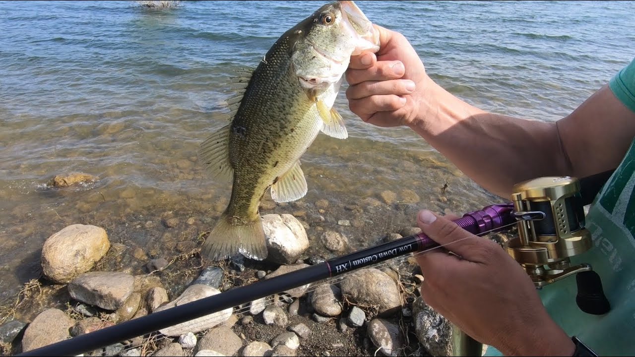 Baby Rattler, Dead Crappie, & a Bass - YouTube