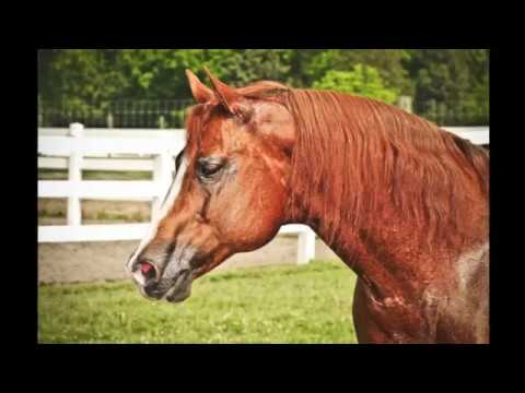 VESTED PINE - NSBA HALL OF FAME INDUCTION - YouTube