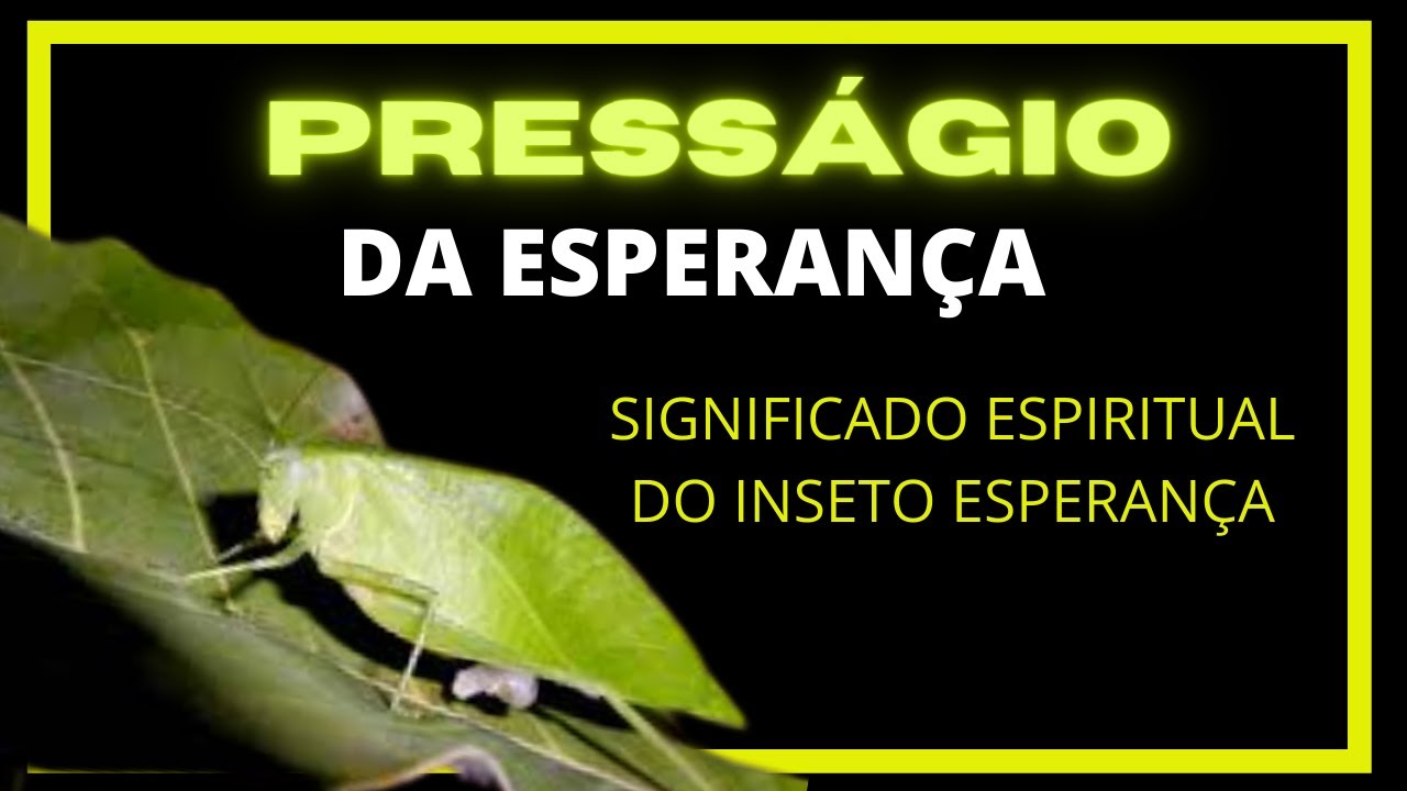 Significado De Esperança Inseto - LIBRAIN