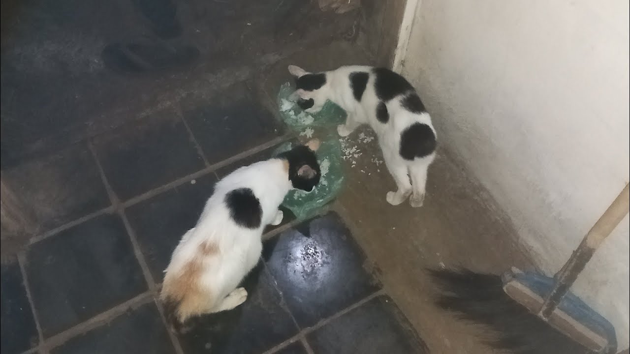 Two cats are having dinner with a simple menu - YouTube