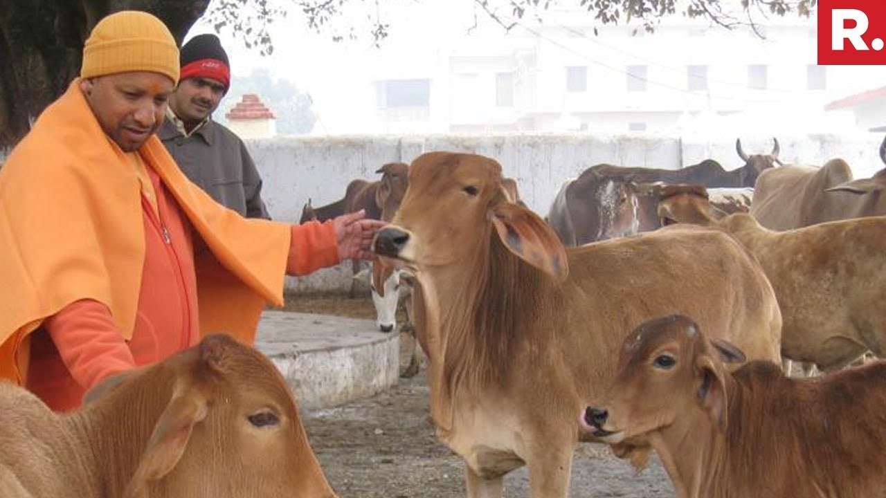 12 Jails To Be Used As Cow Shelters In Uttar Pradesh - YouTube