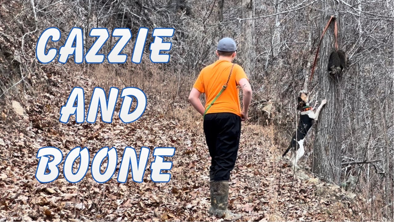 Coonhound pup training - YouTube