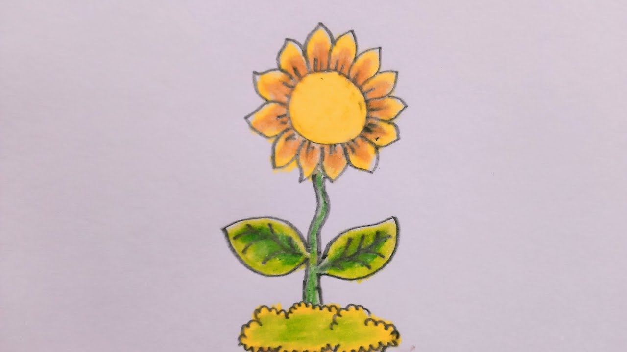 Cara Menggambar Tanaman Bunga Matahari Di Pot/Belajar Menggambar - YouTube