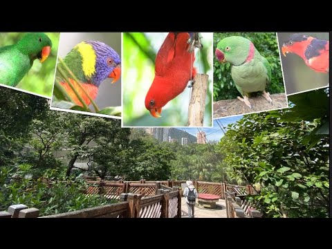 Edward Youde Aviary of Hong Kong EP1 (Parrots & Lories) - YouTube