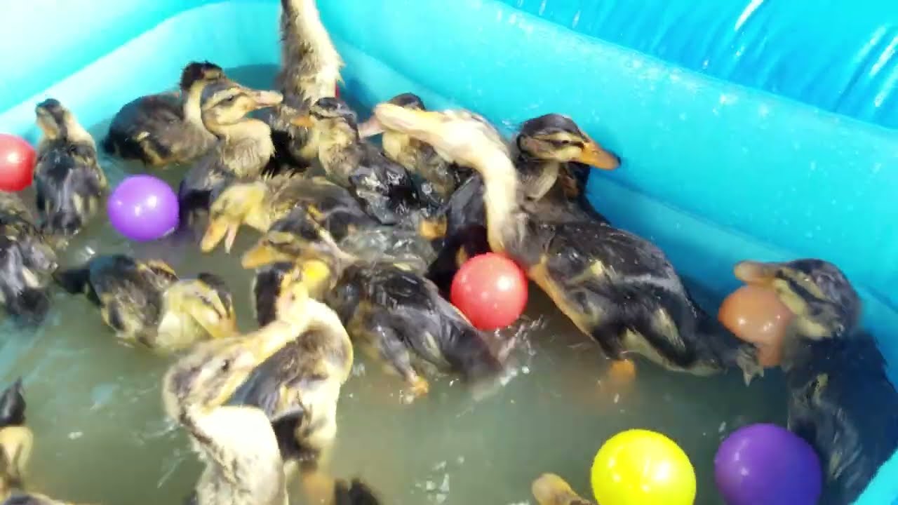 Cute Ducklings - A Funny Ducks Videos Compilation - Cute Ducklings- A ...